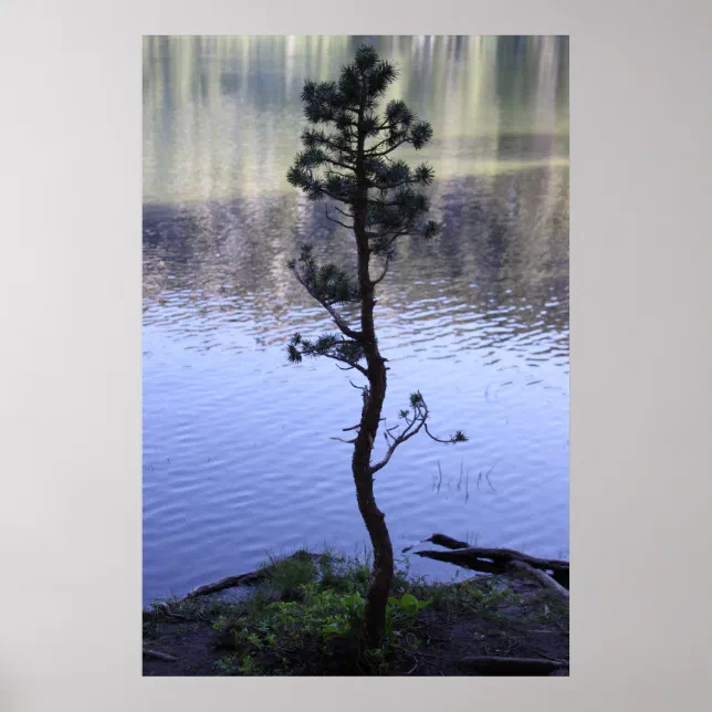 Reflections- Tree Poster | Zazzle