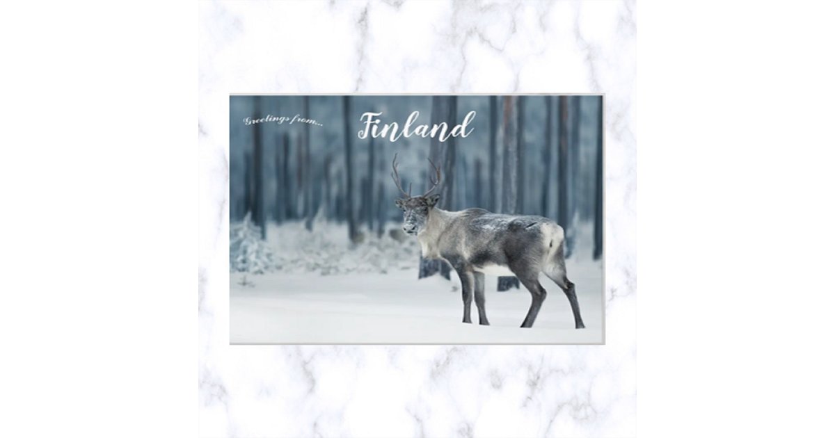 Reindeer in Lapland Finland Postcard | Zazzle