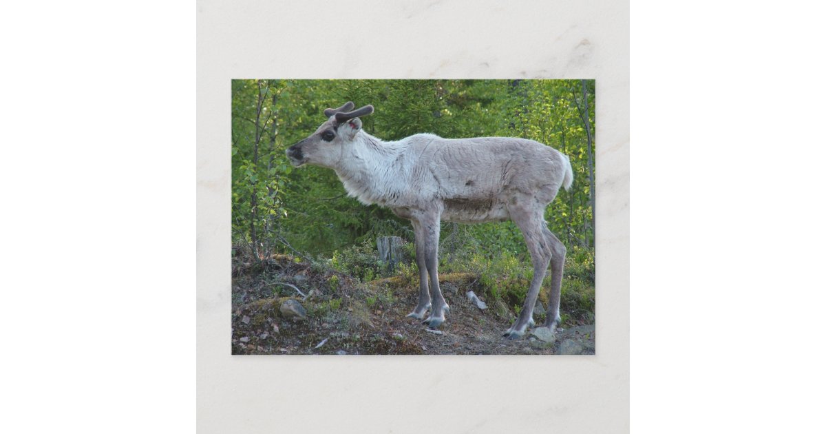 Reindeer in Lapland postcard | Zazzle