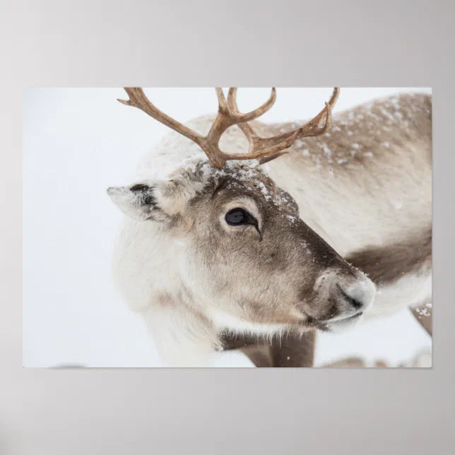Reindeer Photo Poster | Zazzle