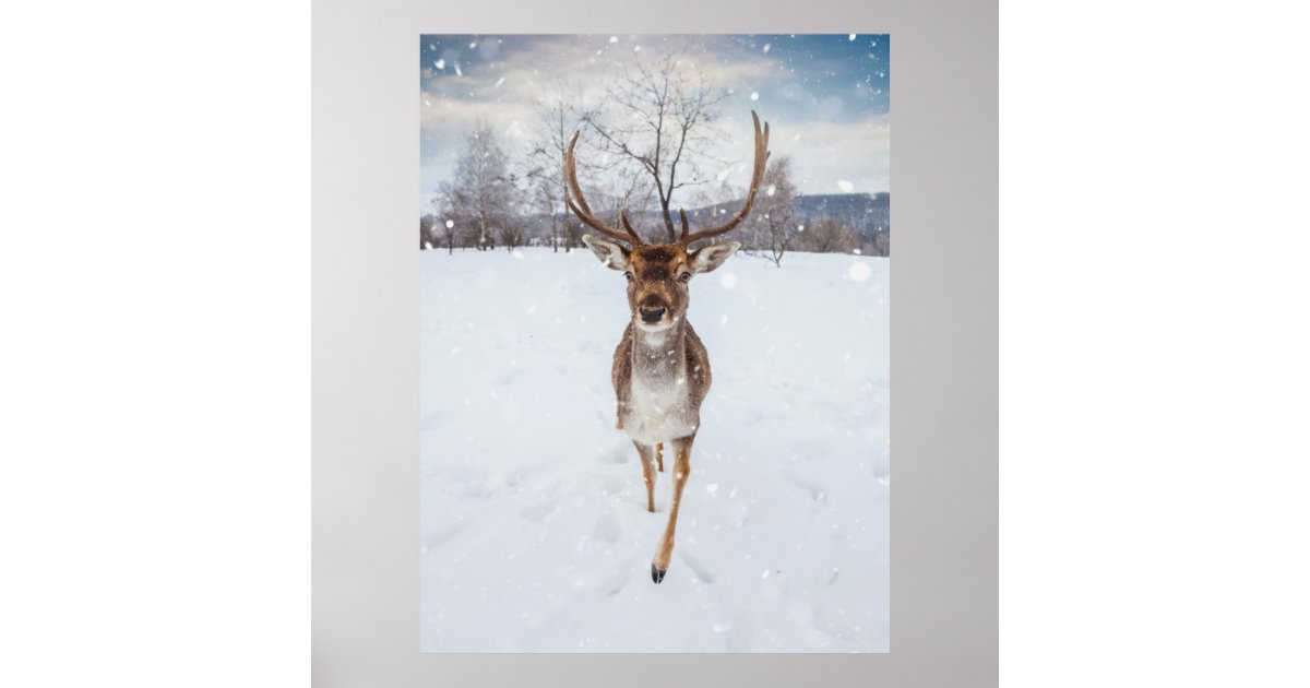 Reindeer Photo Poster | Zazzle