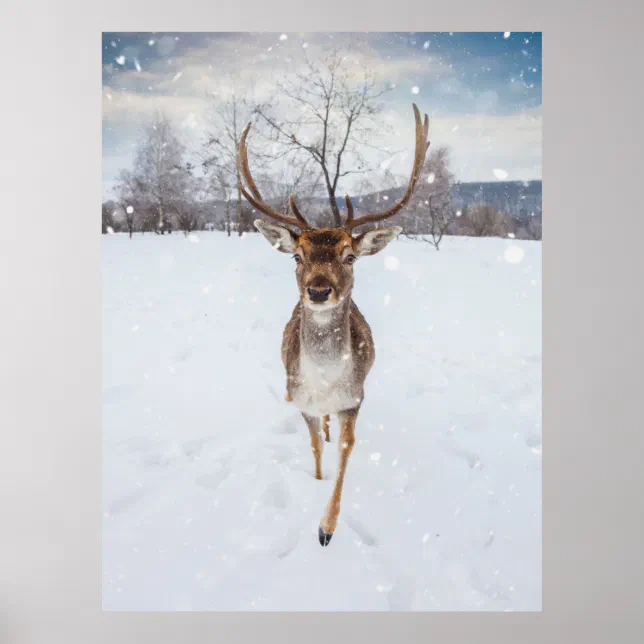 Reindeer Photo Poster | Zazzle