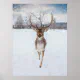 Reindeer Photo Poster | Zazzle