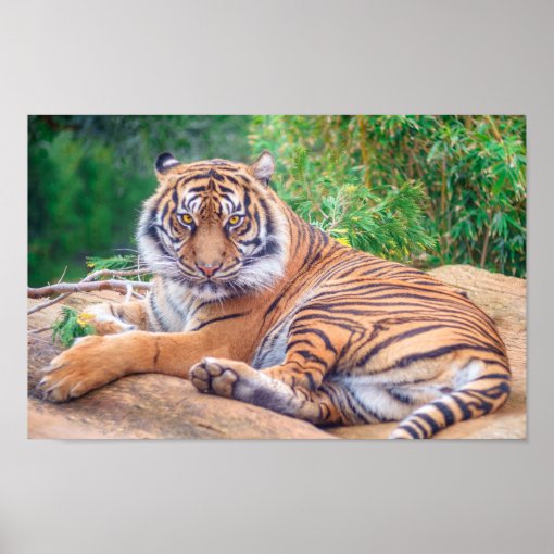Relaxed Reclining Tiger Poster | Zazzle
