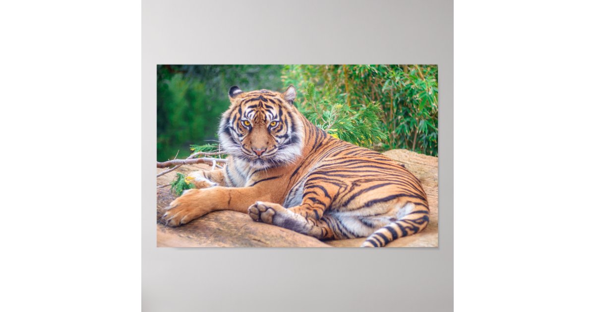 Relaxed Reclining Tiger Poster | Zazzle