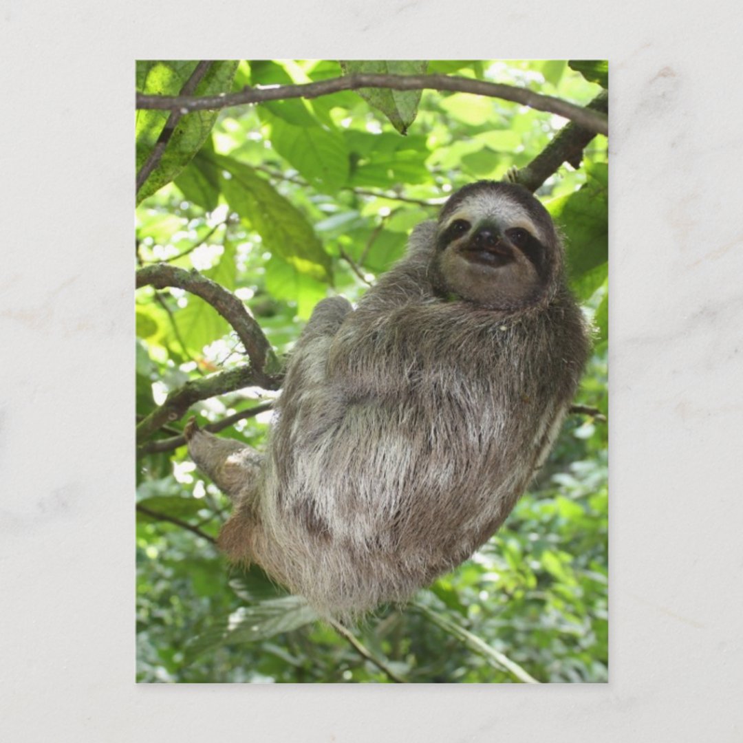 Relaxed Sloth in Nature Postcard | Zazzle