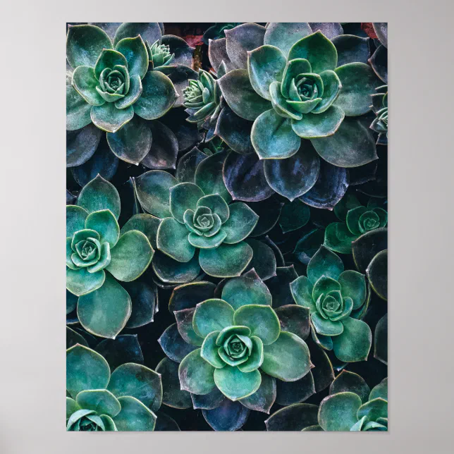 Relaxing Green Blue Succulent Cactus Plants Poster | Zazzle