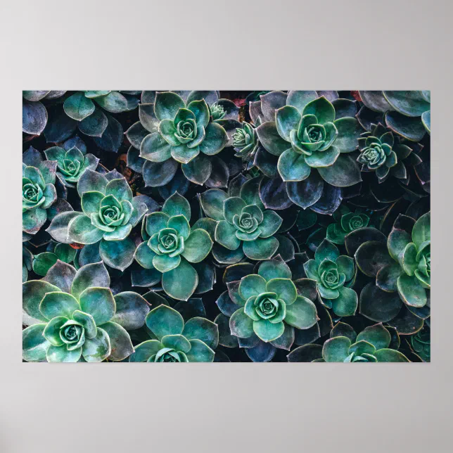 Relaxing Green Blue Succulent Cactus Plants Poster | Zazzle