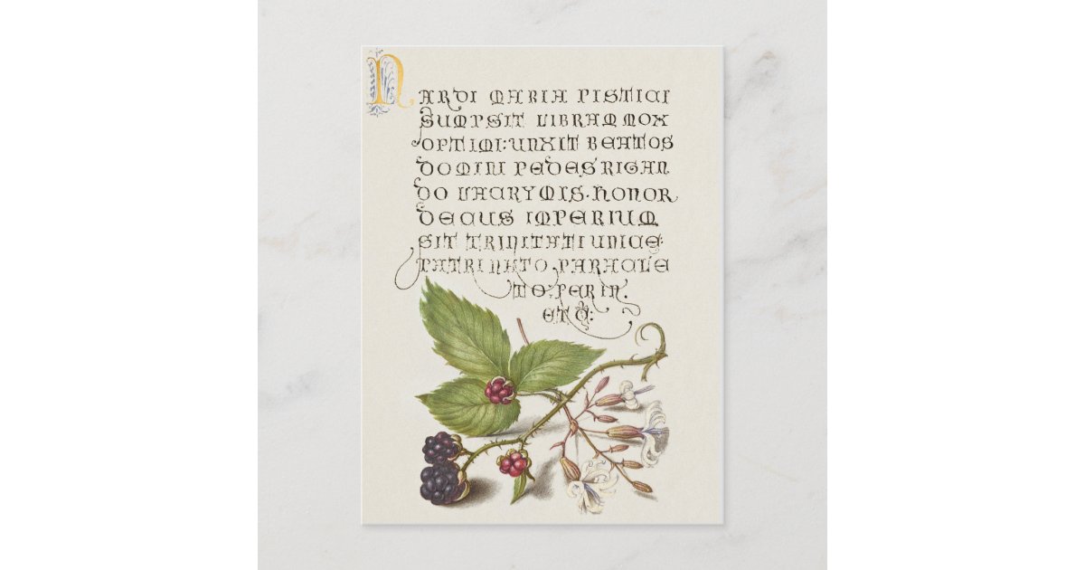 Renaissance Blackberry Fruit Calligraphy Postcard | Zazzle