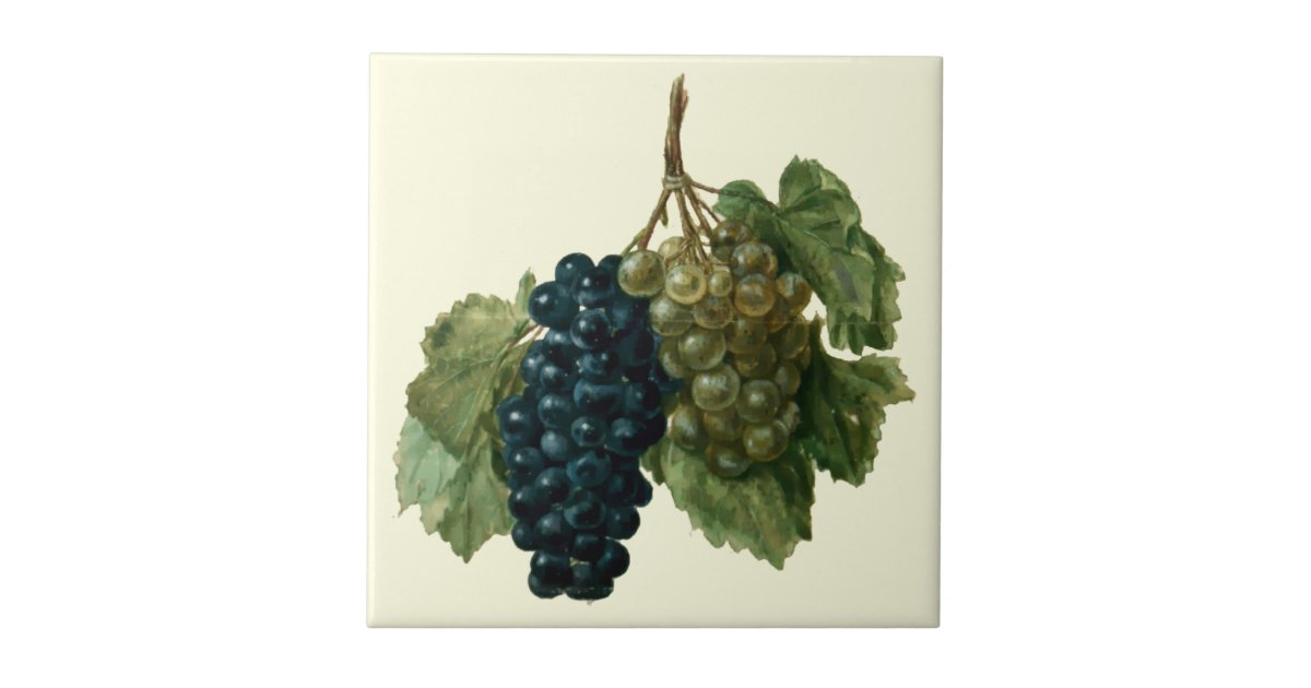 Renaissance Era Grapes by Jacques le Moyne Ceramic Tile | Zazzle