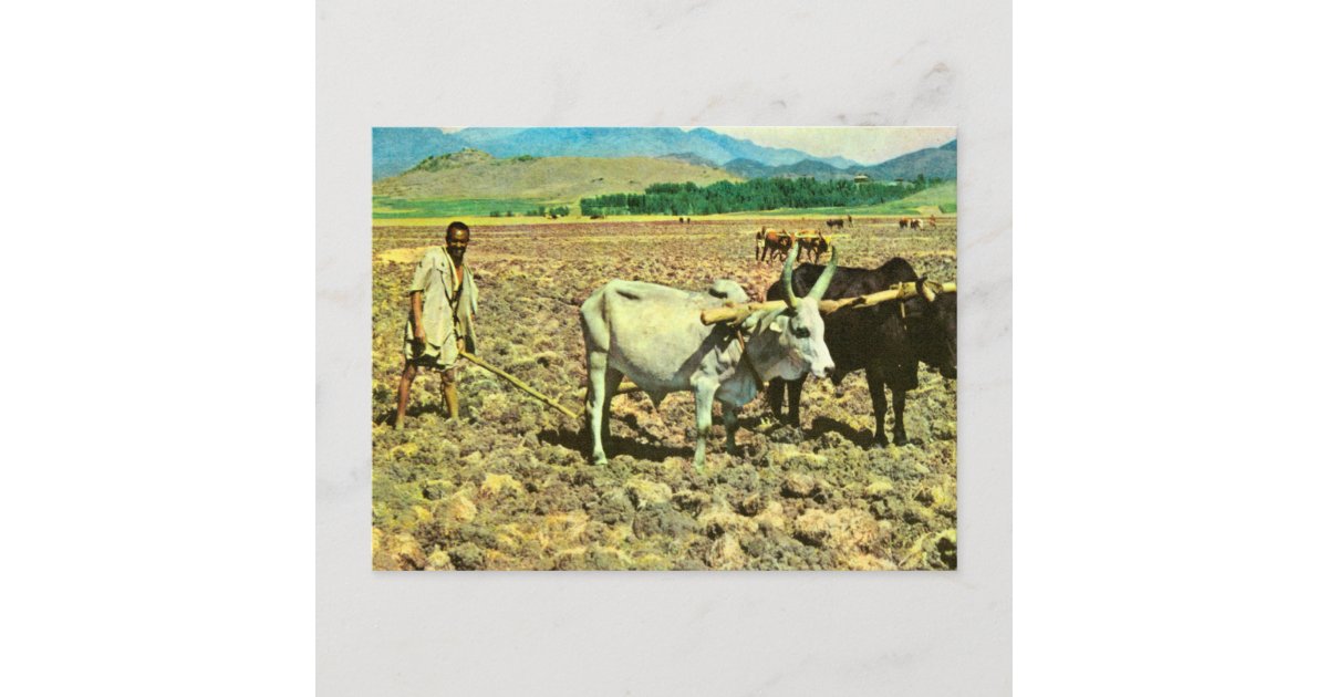 Replica Vintage Ethiopia, Cattle pulling plow Postcard | Zazzle
