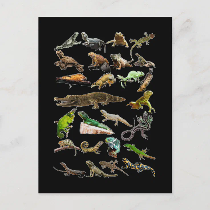 Reptile Collage Lizard Gecko Bearded Dragon Postcard | Zazzle