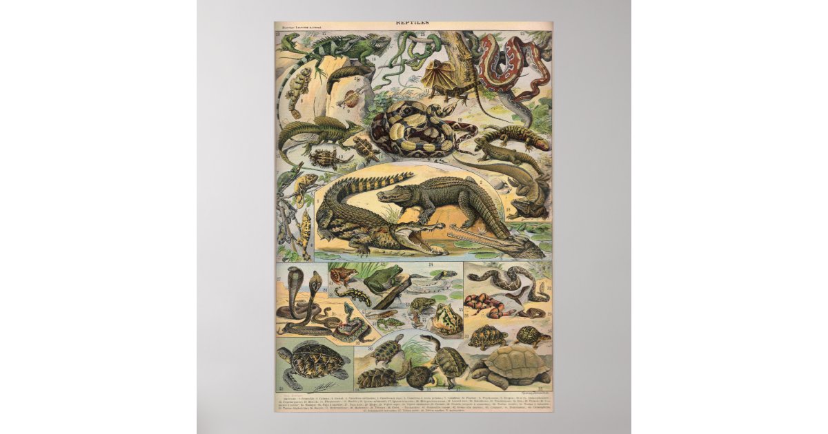 Reptiles - Collection of reptiles Poster | Zazzle