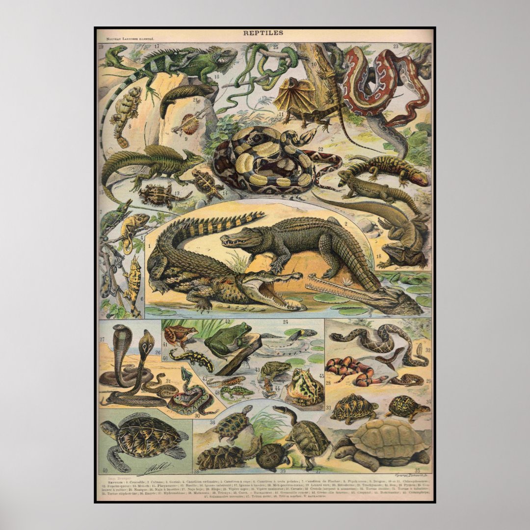 Reptiles Poster | Zazzle