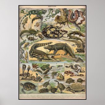 Reptiles Poster | Zazzle