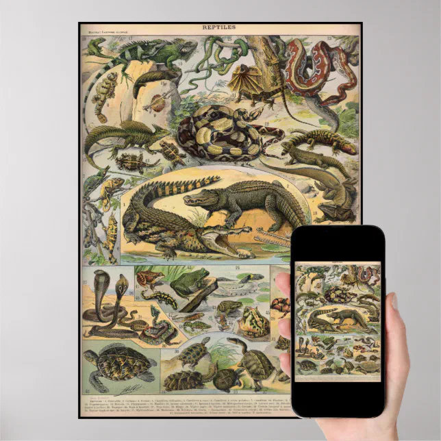 Reptiles Poster | Zazzle