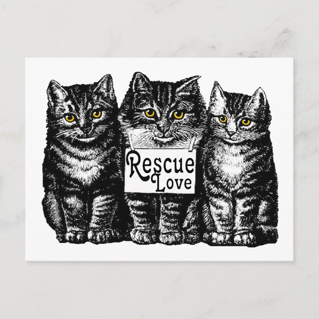 rescue love postcard | Zazzle