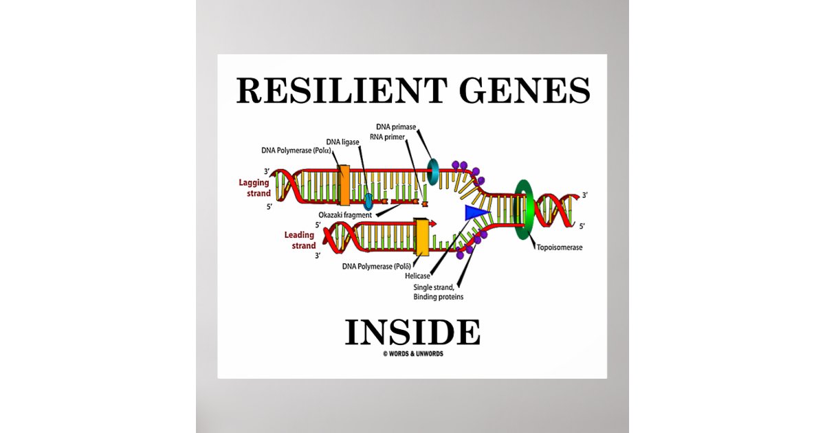 Resilient Genes Inside (DNA Replication) Poster | Zazzle