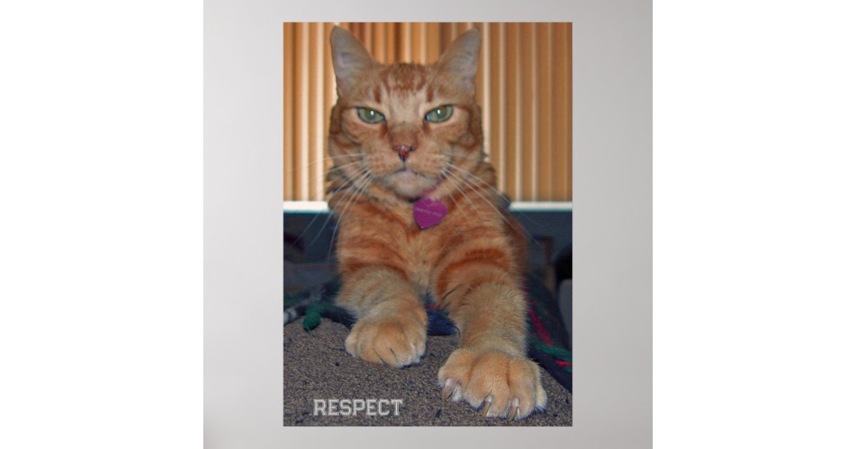 Respect Baz Cat Poster | Zazzle