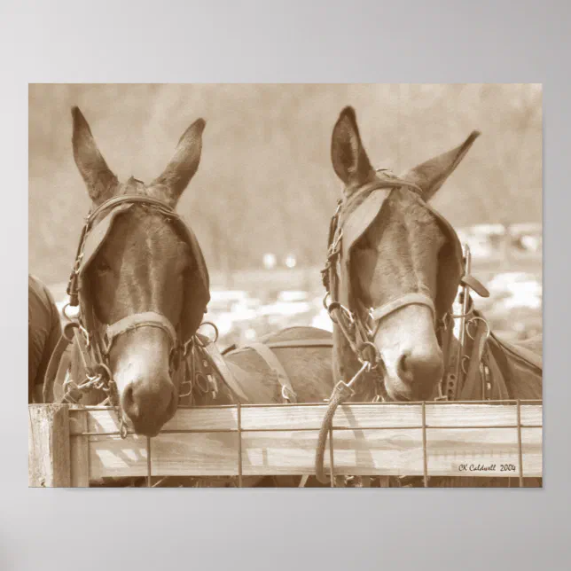 Restin' Easy Poster | Zazzle