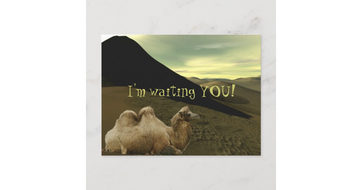 Resting Camel Postcard | Zazzle