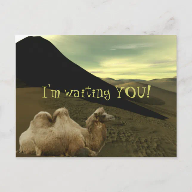 Resting Camel Postcard | Zazzle