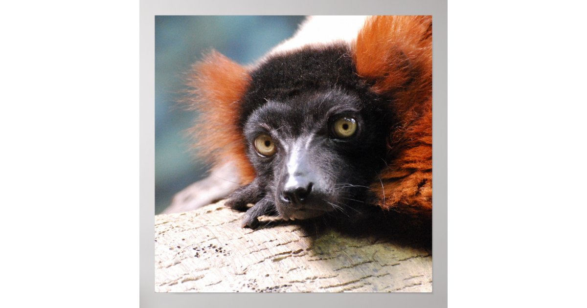 Resting Red Ruffed Lemur Poster | Zazzle