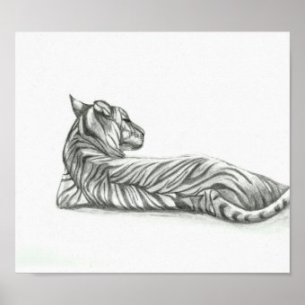 Resting Tiger Drawing Poster | Zazzle