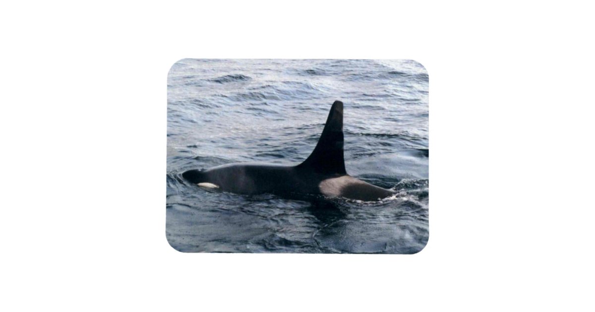 Resurrection Bay Orca Whale Photo Designed Magnet | Zazzle