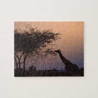 Giraffe Jigsaw Puzzles | Zazzle