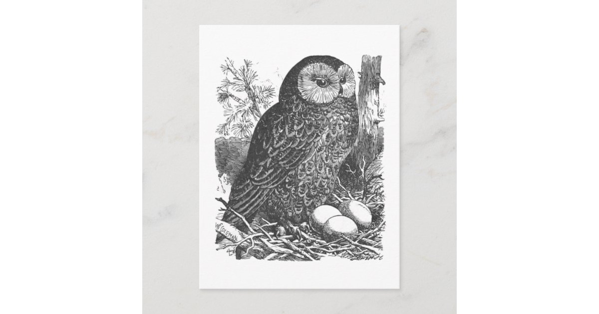 Retro brooding owl drawing postcard | Zazzle