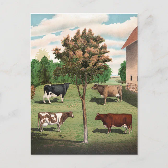 Retro Cows Postcard | Zazzle