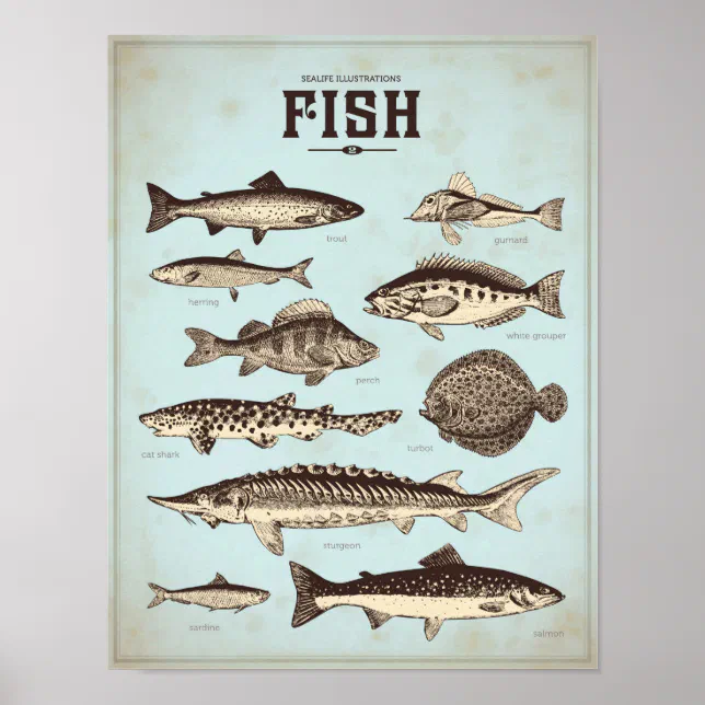 Retro marine poster with different sorts of fish | Zazzle