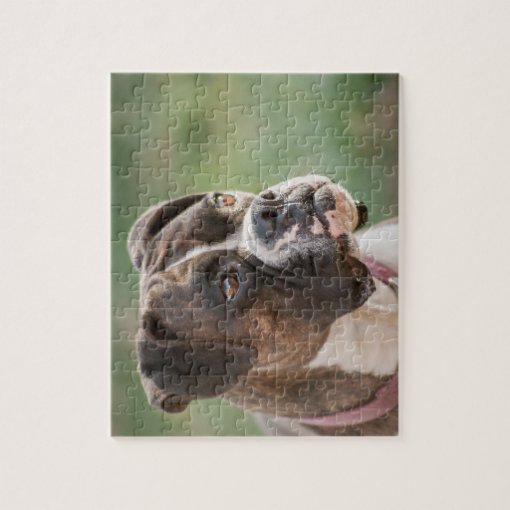 Reverse Brindle Boxer Boxer Dog Puzzles | Zazzle