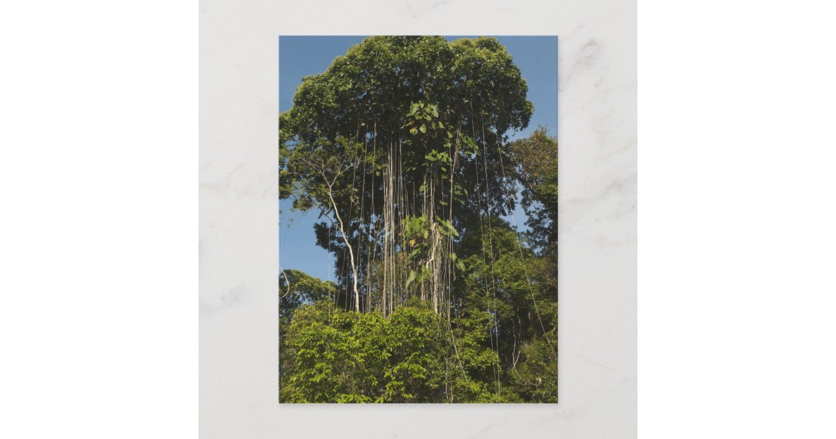 Rewa River edge Rainforest Guyana Postcard | Zazzle