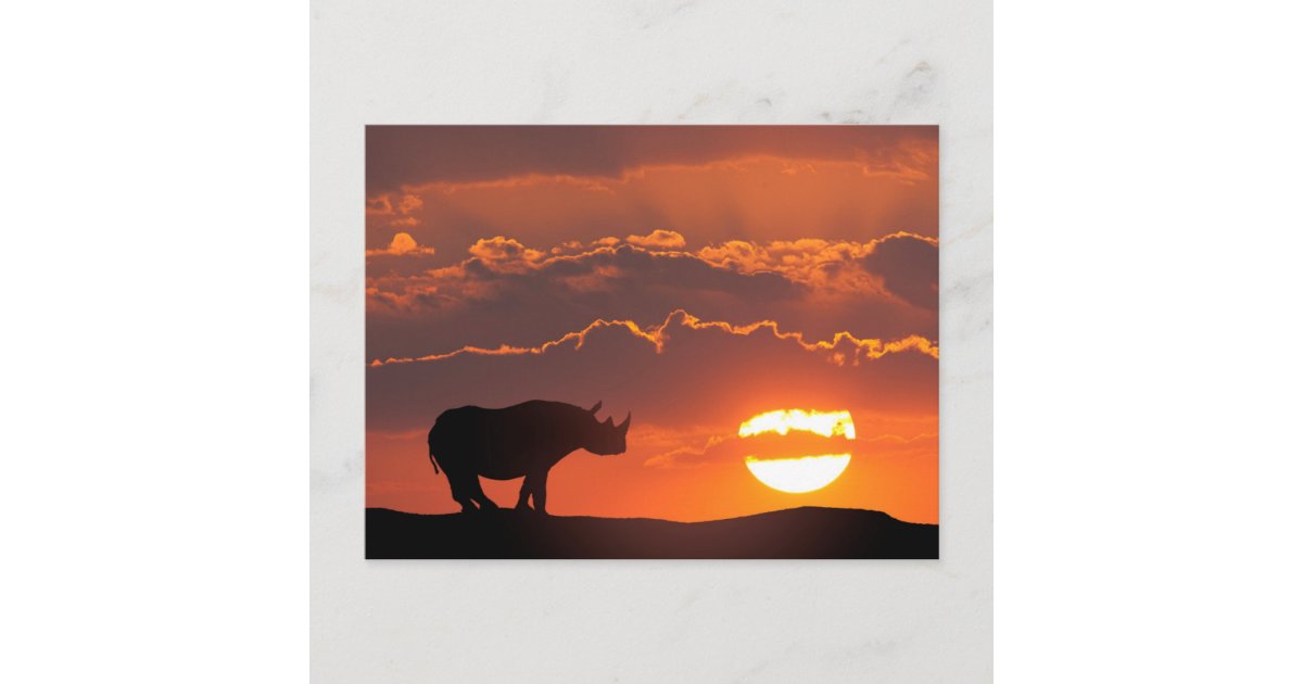 Rhino at sunset, Masai Mara, Kenya Postcard | Zazzle