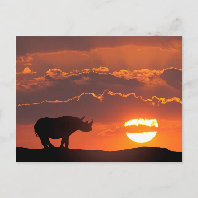 Rhino at sunset, Masai Mara, Kenya Postcard | Zazzle