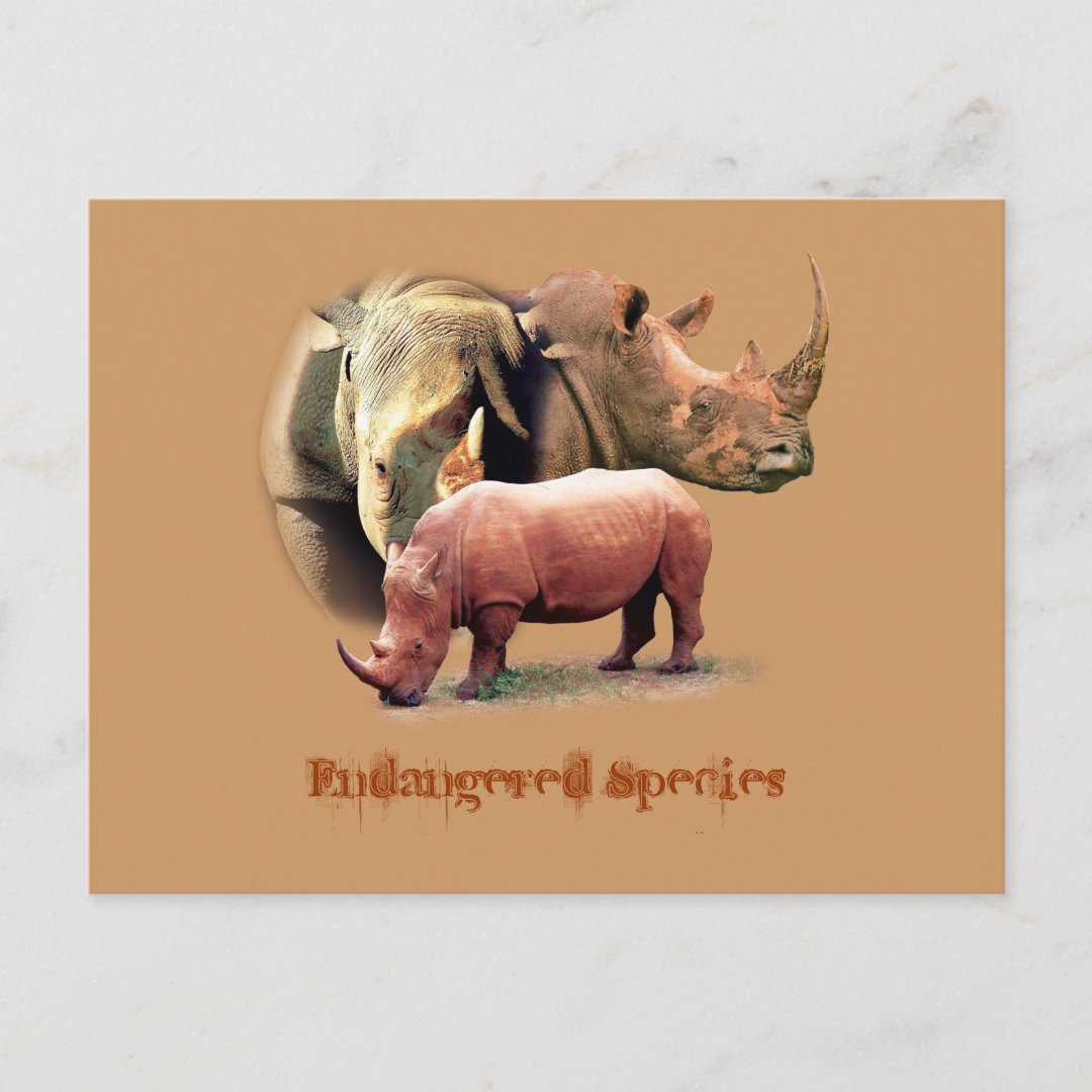 Rhinoceros The Endangered Species Cards | Zazzle