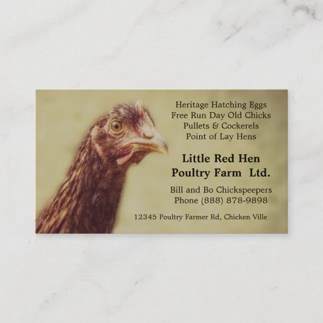 Rhode Island Red Chicken Pullet - Poultry Farmer Business Card | Zazzle