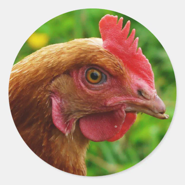 Rhode Island Red Hen Classic Round Sticker | Zazzle
