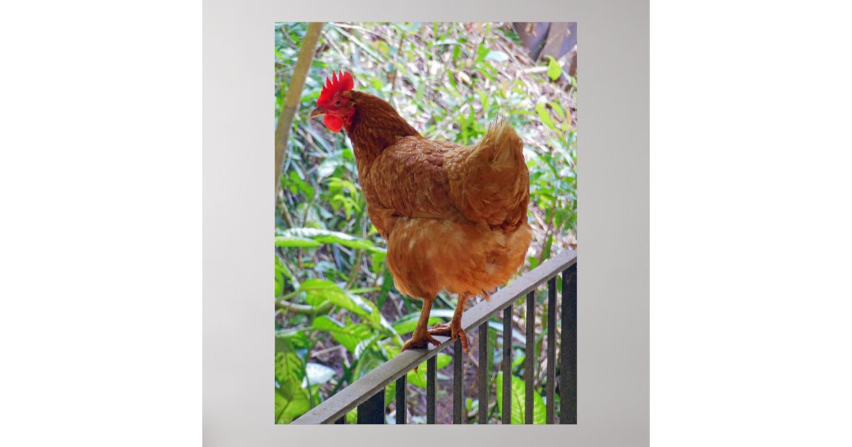 Rhode Island Red Hen Poster | Zazzle