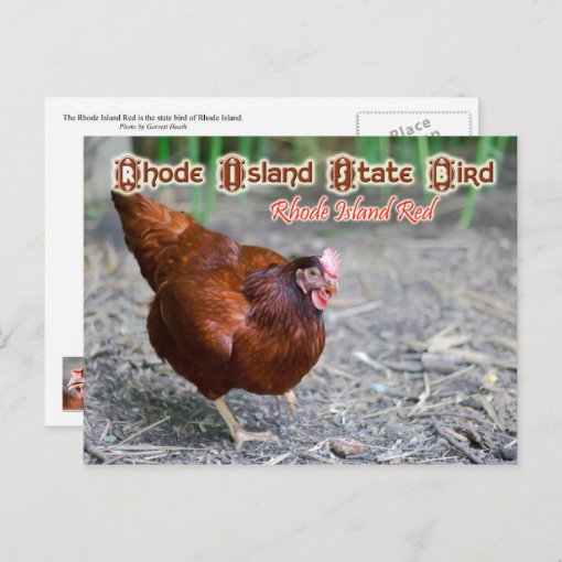 Rhode Island State Bird: Rhode Island Red Postcard | Zazzle