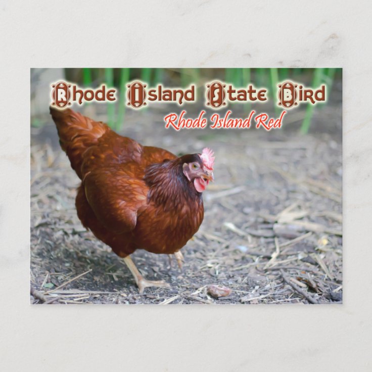 Rhode Island State Bird: Rhode Island Red Postcard | Zazzle