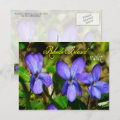 Rhode Island State Flower: Violet Postcard | Zazzle