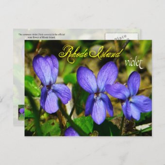Rhode Island State Flower: Violet Postcard | Zazzle