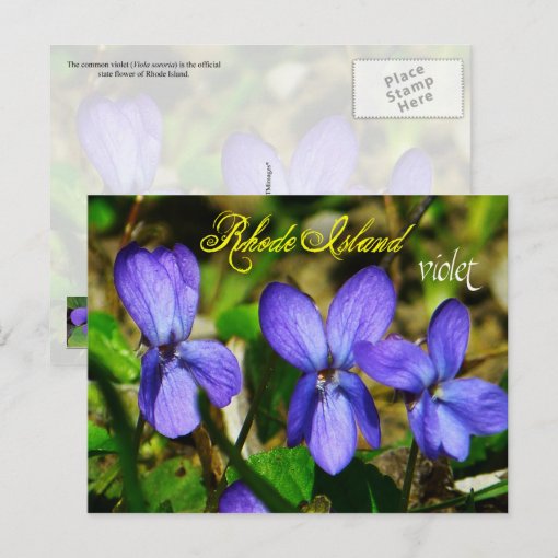 Rhode Island State Flower: Violet Postcard | Zazzle