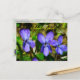 Rhode Island State Flower: Violet Postcard | Zazzle