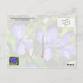 Rhode Island State Flower: Violet Postcard | Zazzle