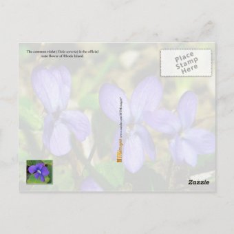 Rhode Island State Flower: Violet Postcard | Zazzle