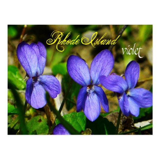 Rhode Island State Flower: Violet Postcard | Zazzle.com